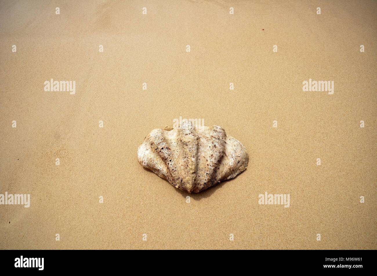 Shell on the beach in Sapi Island, Sabah Stock Photo - Alamy