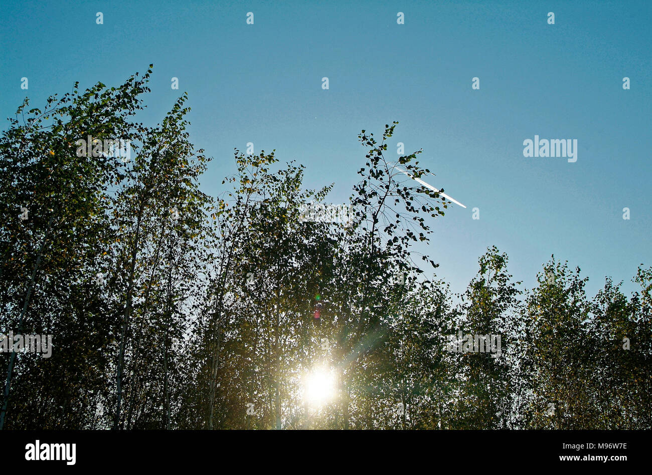 Outdoor sun light trees hi-res stock photography and images - Alamy