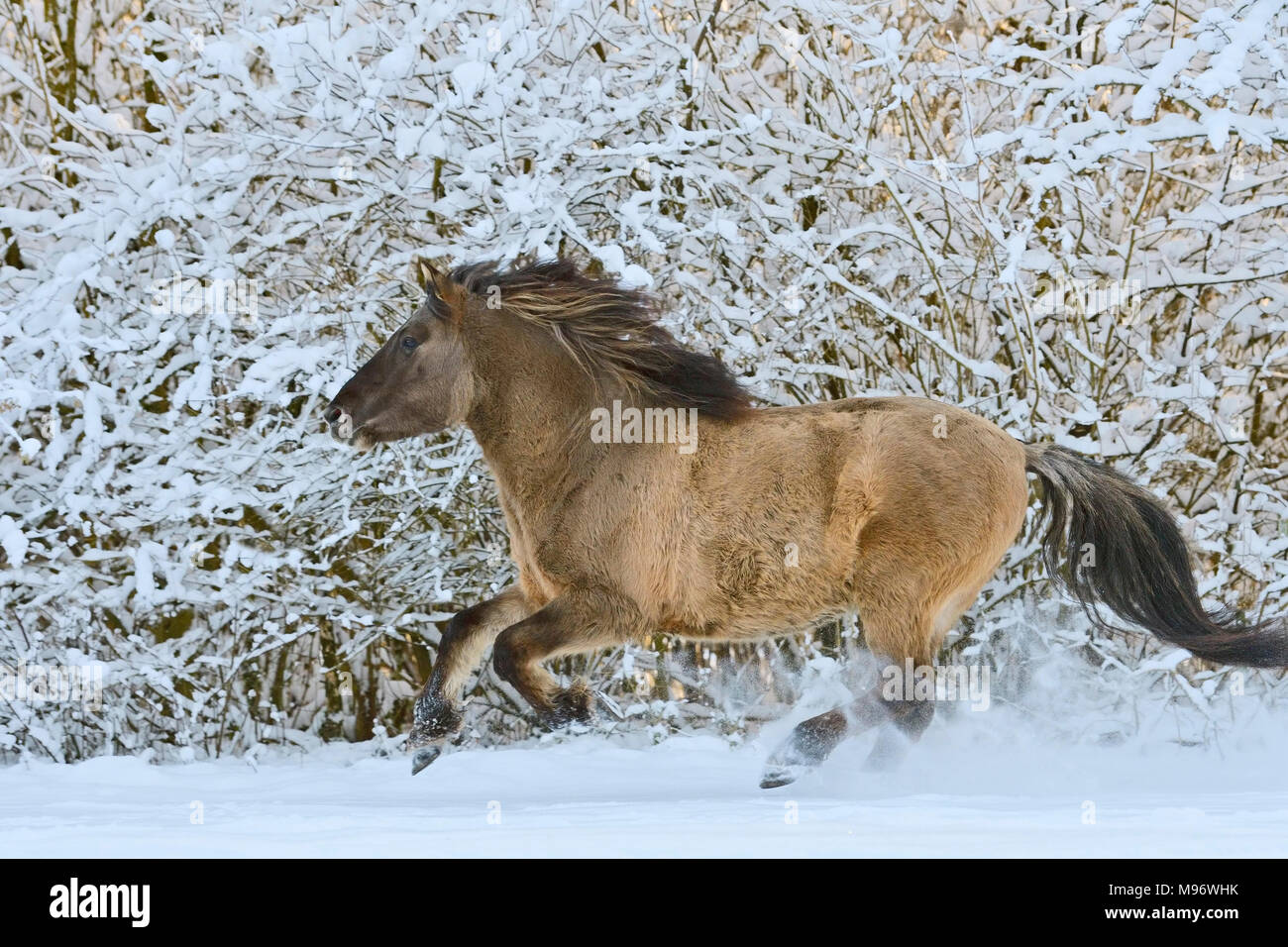 Pony Cantering High Resolution Stock Photography and Images - Alamy