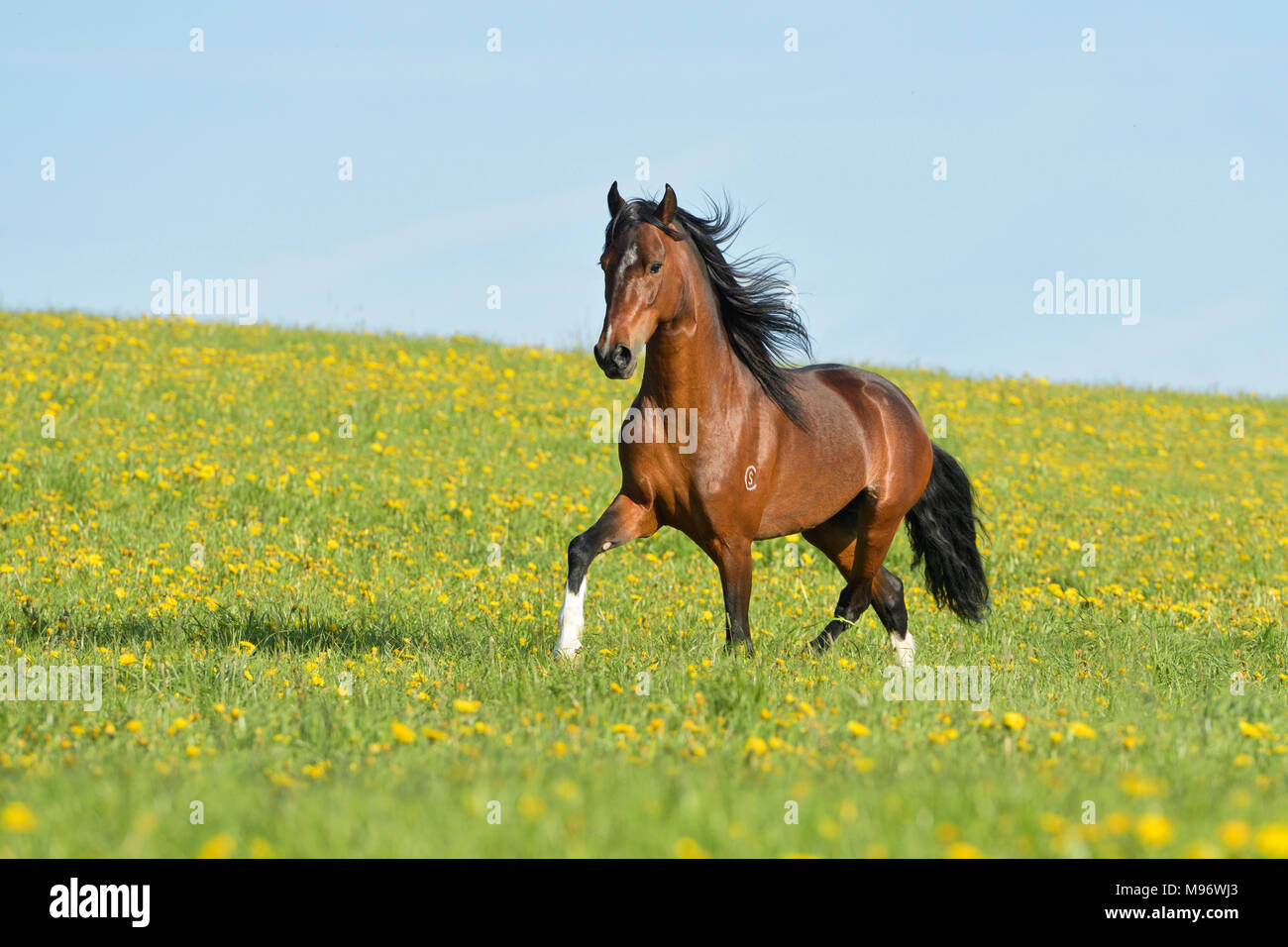 Paso fino horse stallion hi-res stock photography and images - Alamy