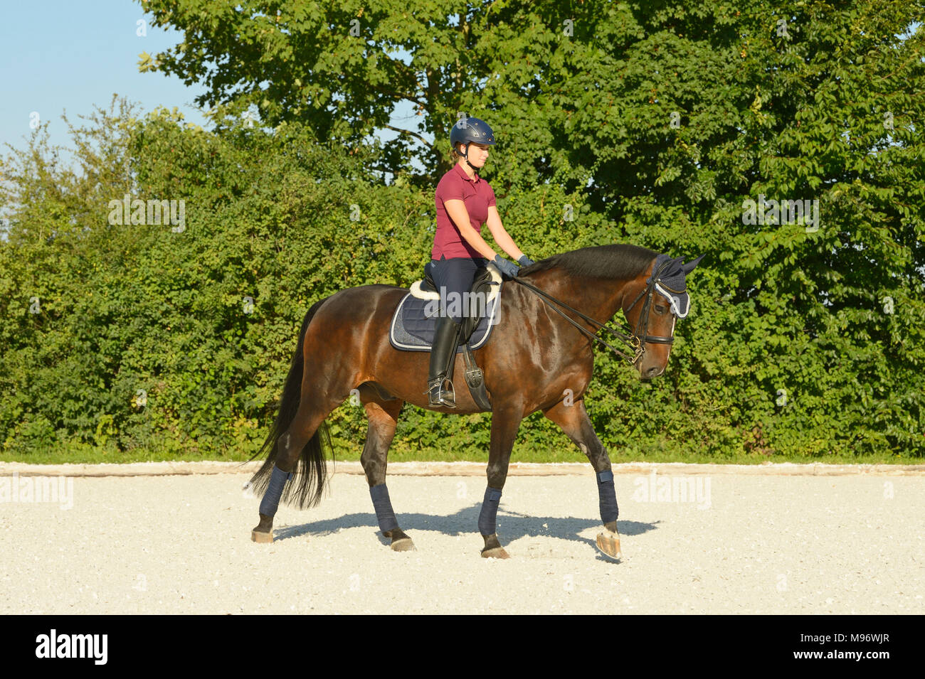 Horse dressage walk hi-res stock photography and images - Alamy