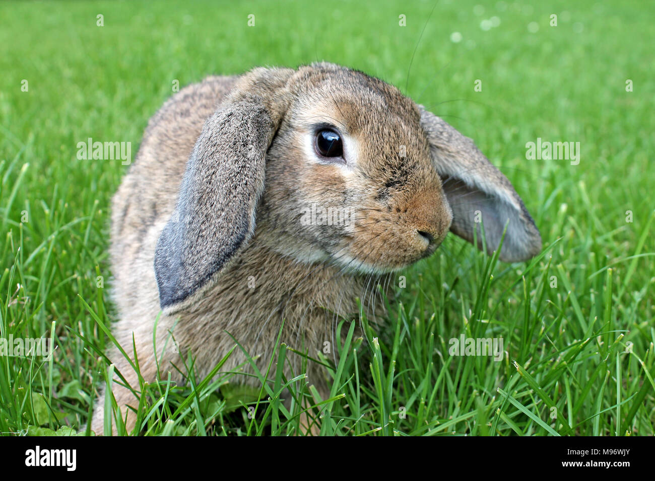 Brown Lop-earred rabbit on green grass background Stock Photo - Alamy