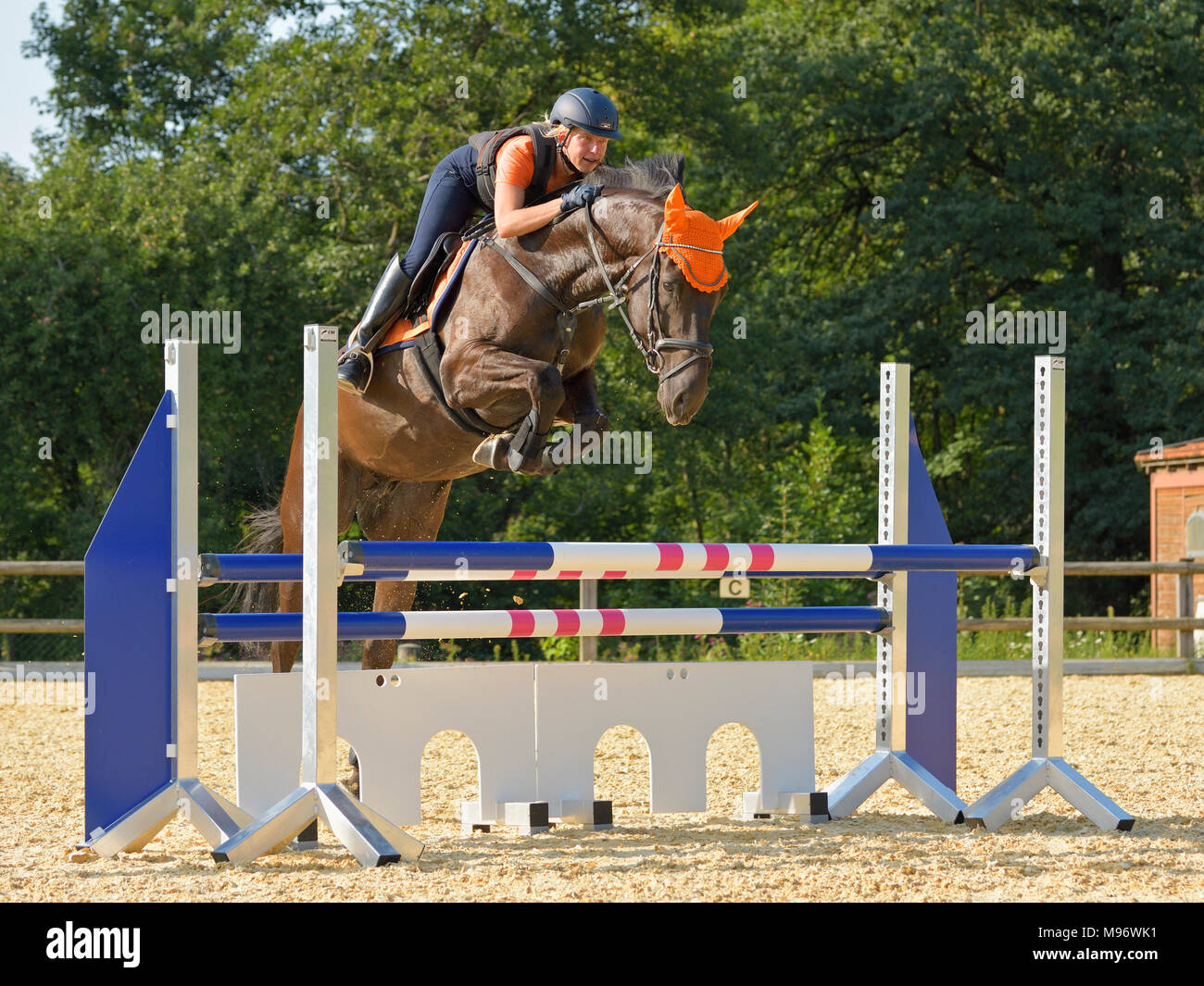 Rider on back of a Holstein horse jumping Stock Photo - Alamy