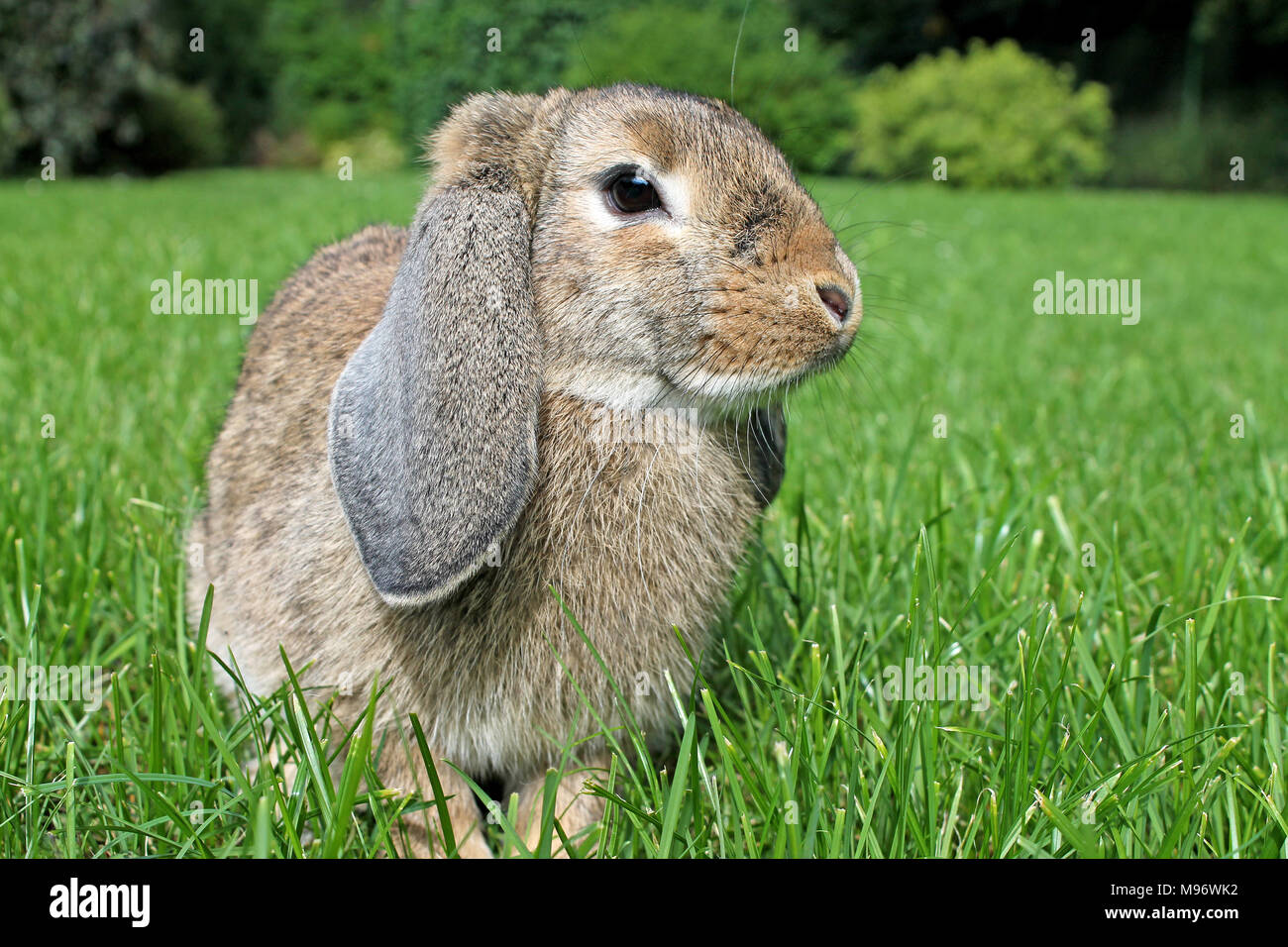 Brown Lop-earred rabbit on green grass background Stock Photo - Alamy