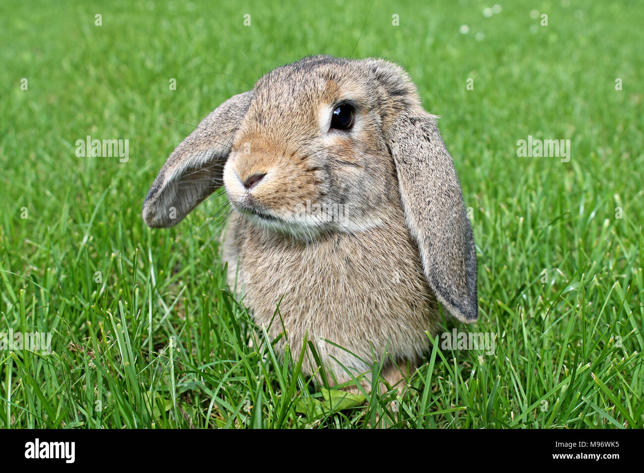 Brown Lop-earred rabbit on green grass background Stock Photo - Alamy