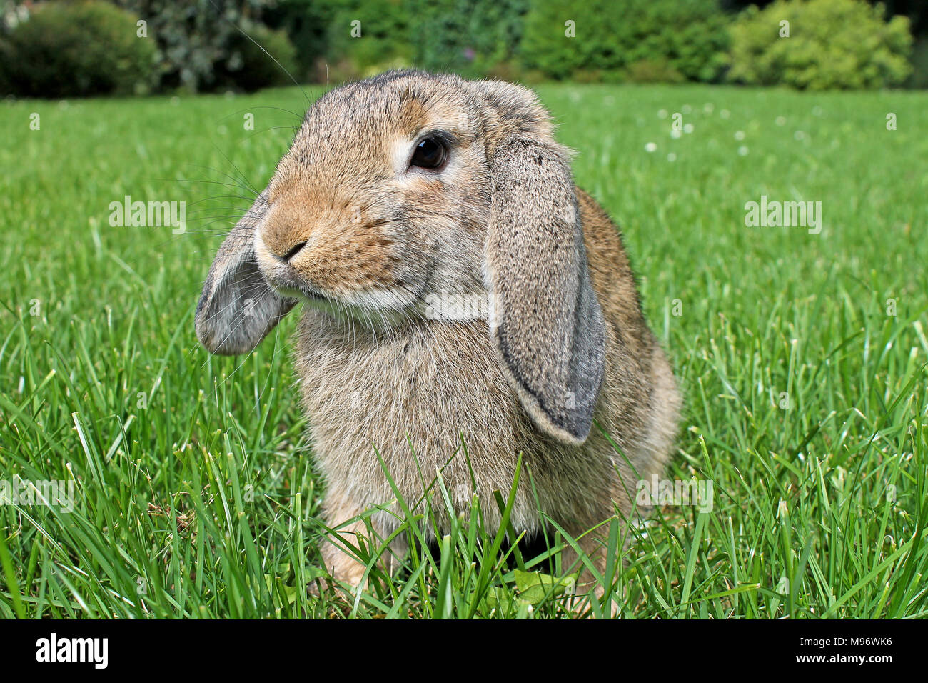 Brown Lop-earred rabbit on green grass background Stock Photo - Alamy