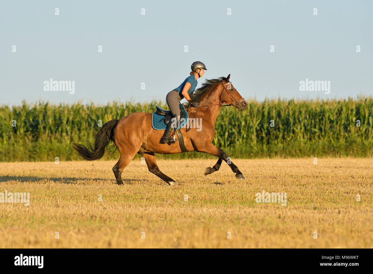 Galloping Horse Rider View Stock Photos & Galloping Horse Rider View ...
