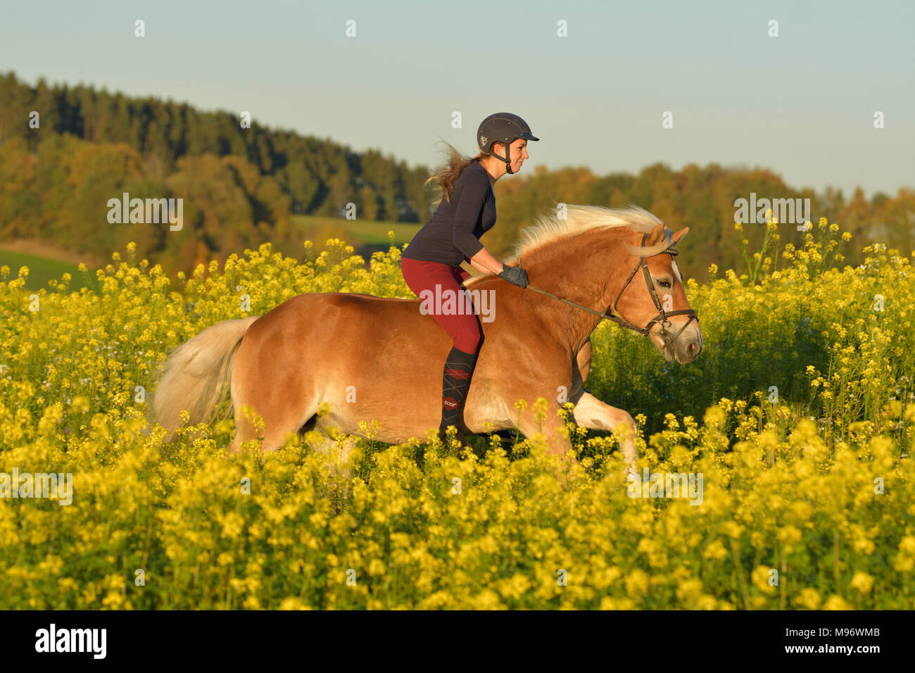 Riding bareback on a Haflinger horse in autumn Stock Photo - Alamy