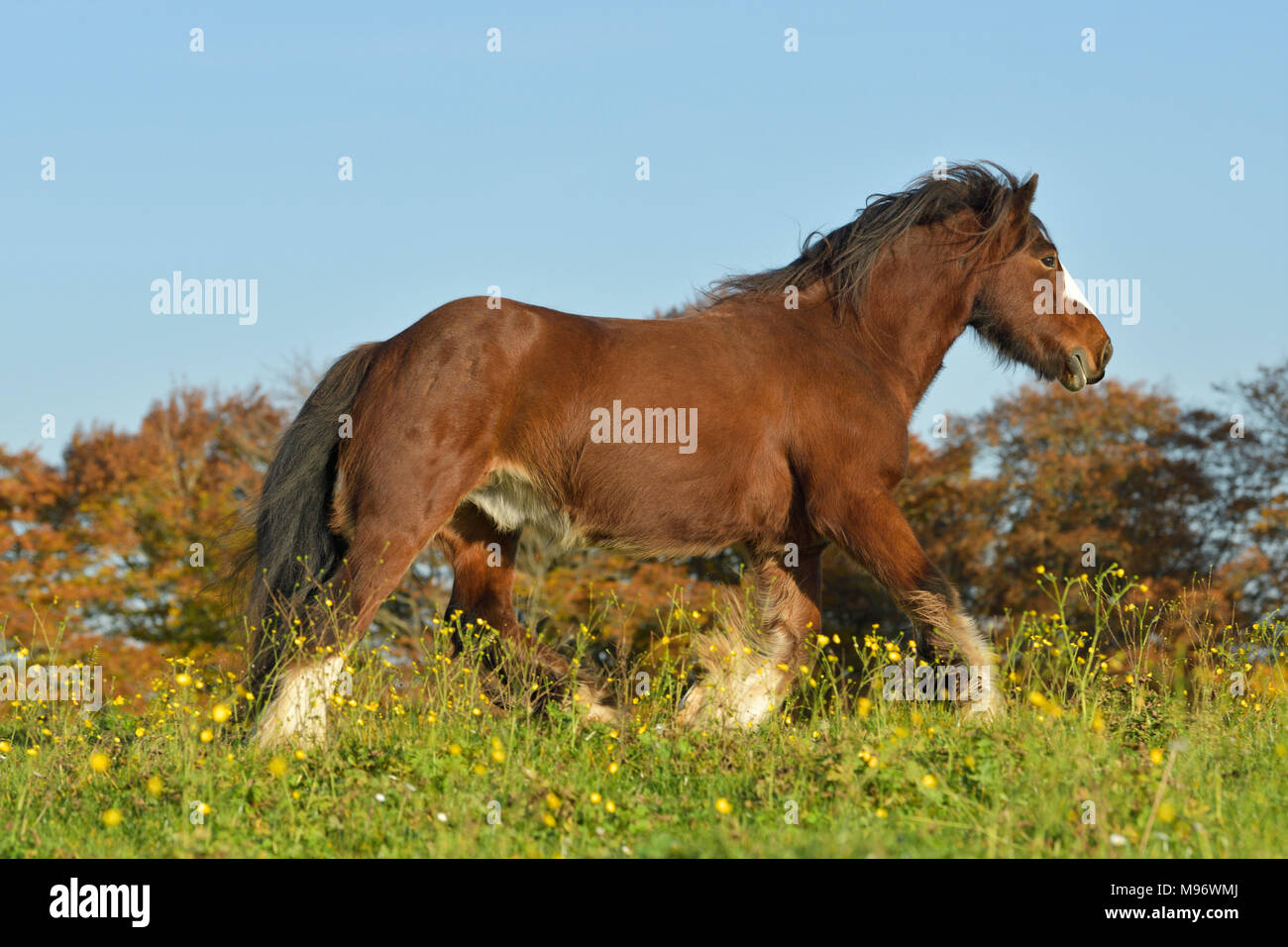 Irish Cob in the field in autumn Stock Photo - Alamy