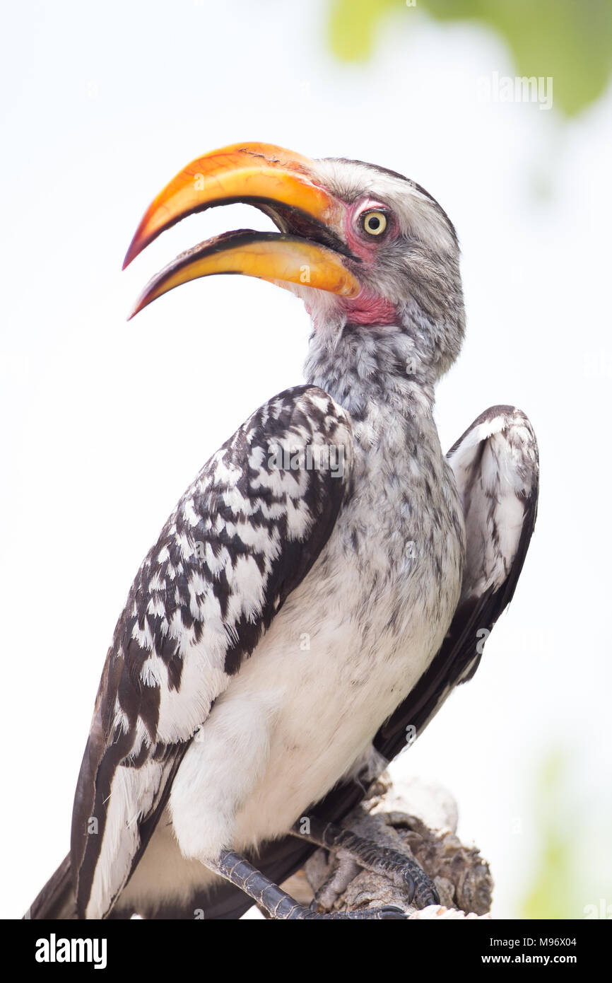 Zazu bird of the lion king hi-res stock photography and images - Alamy