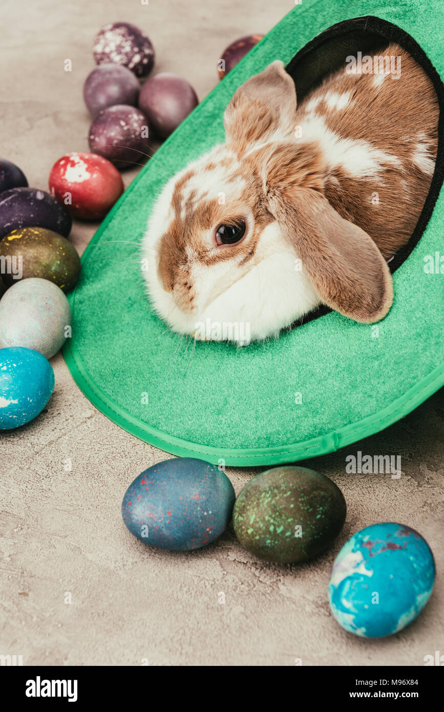domestic rabbit lying in green hat with easter eggs on surface Stock ...