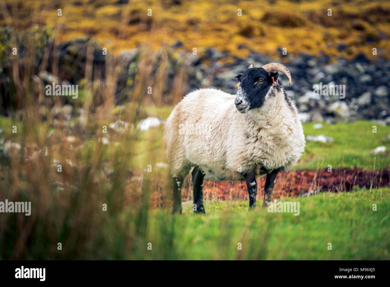 A single sheep grazing in the Scottish highlands Stock Photo - Alamy