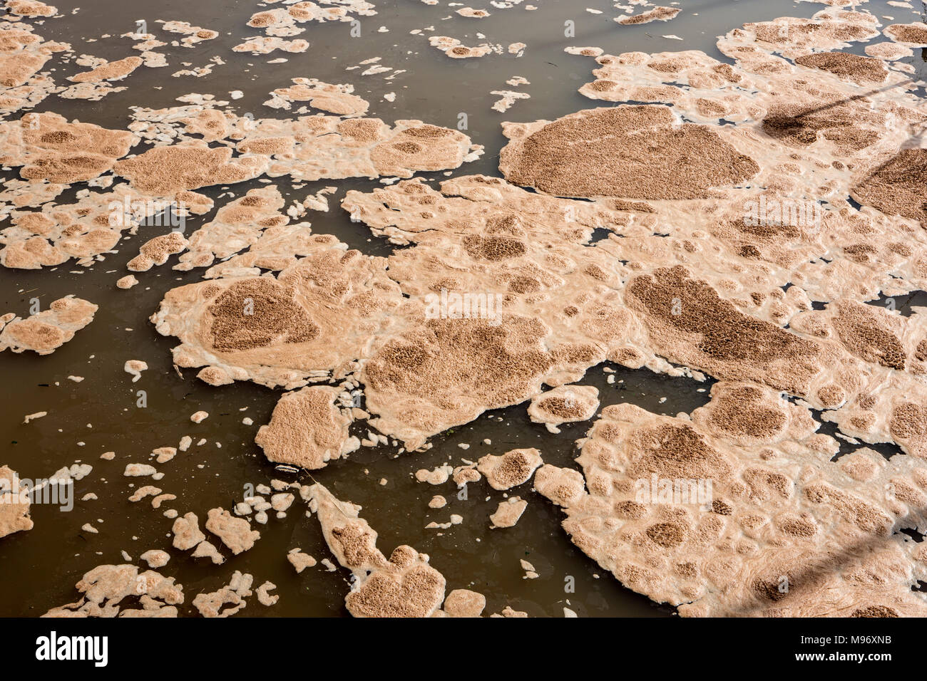 Scum Stock Photos & Scum Stock Images - Alamy