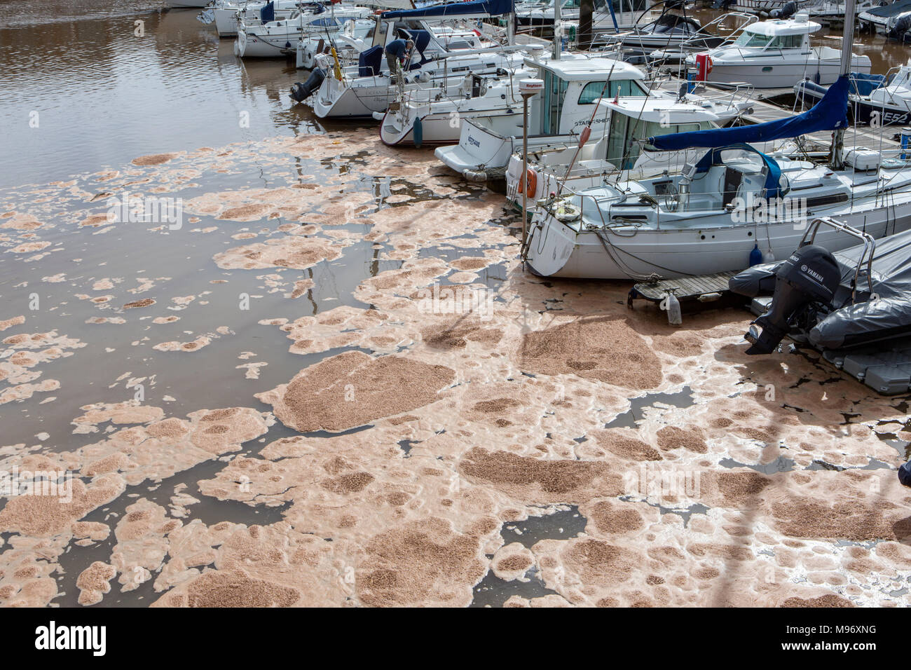 Scum Stock Photos & Scum Stock Images - Alamy