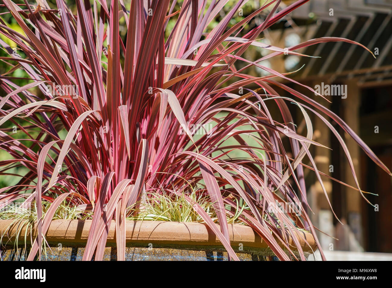 Red grass hi-res stock photography and images - Alamy
