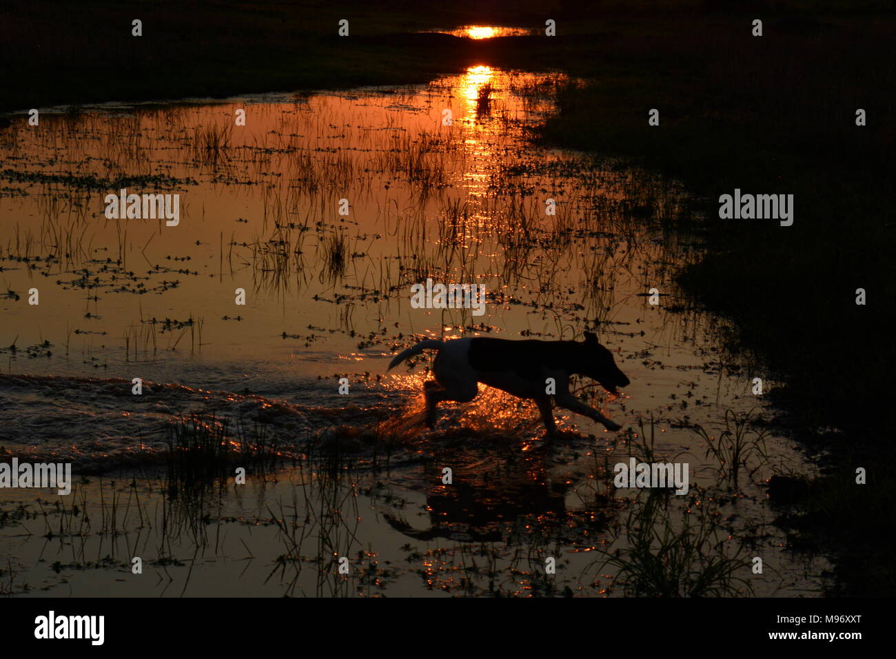DOG, SMOOTH HAIRED FOXY Stock Photo - Alamy