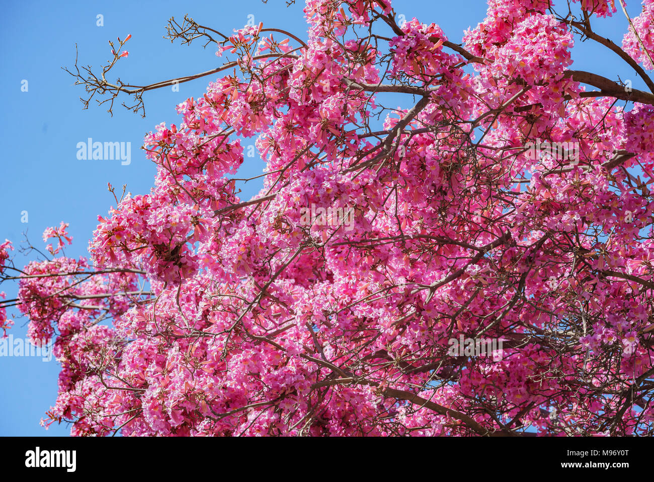 Super blossom of Handroanthus impetiginosus, photo took at Los Angeles ...