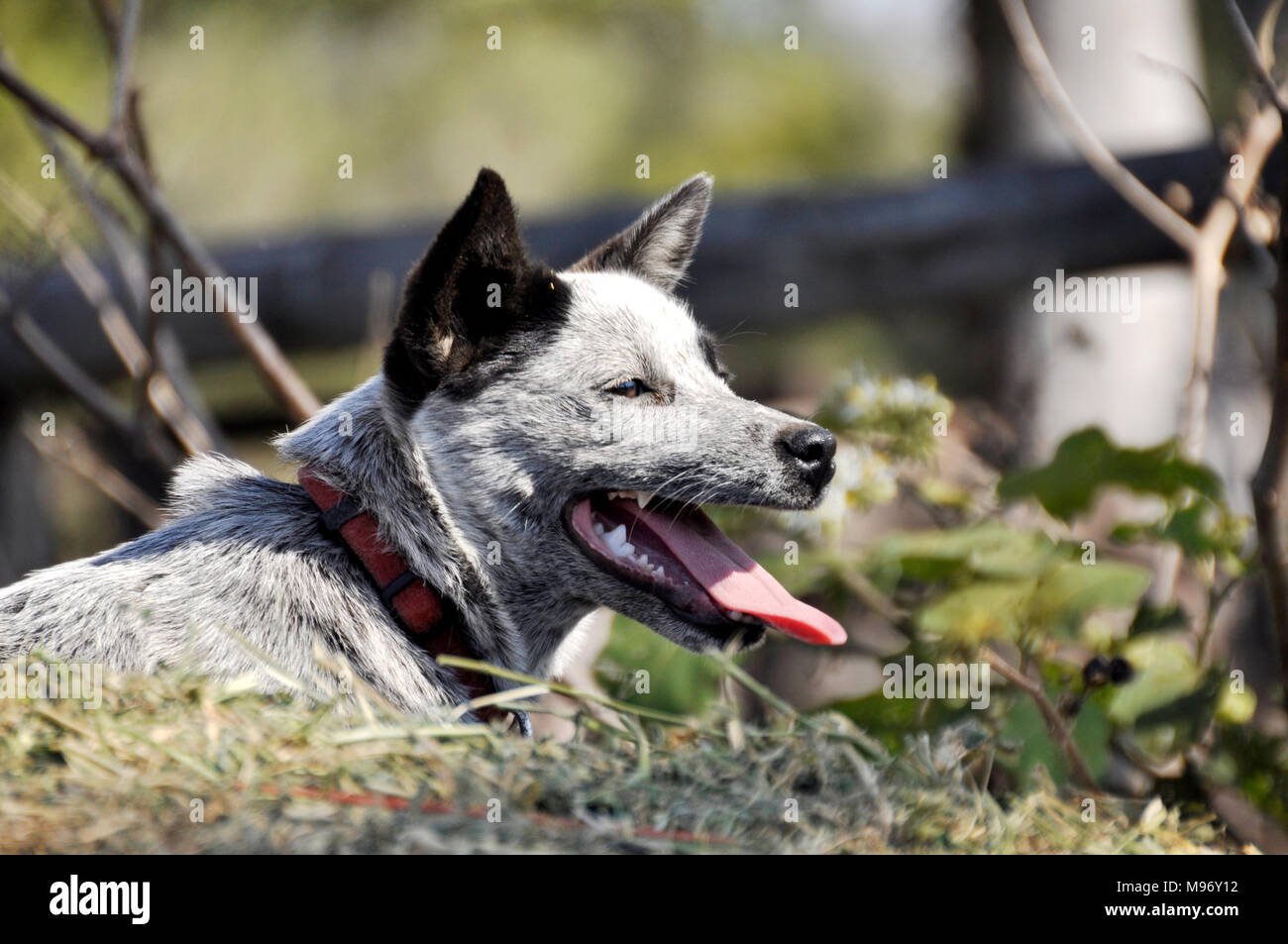 DOG, blue healer Stock Photo - Alamy