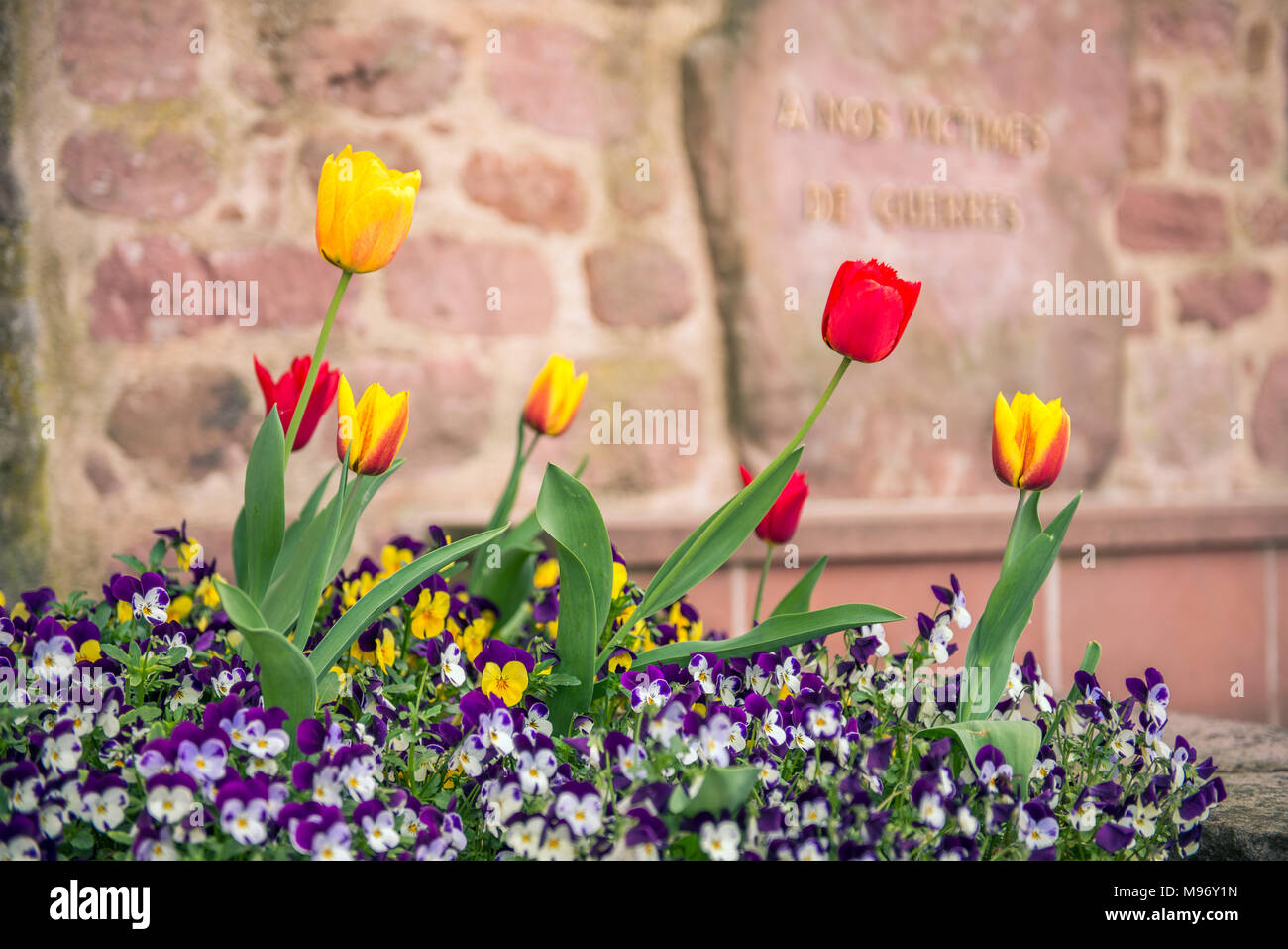 tulips grow in france Stock Photo - Alamy