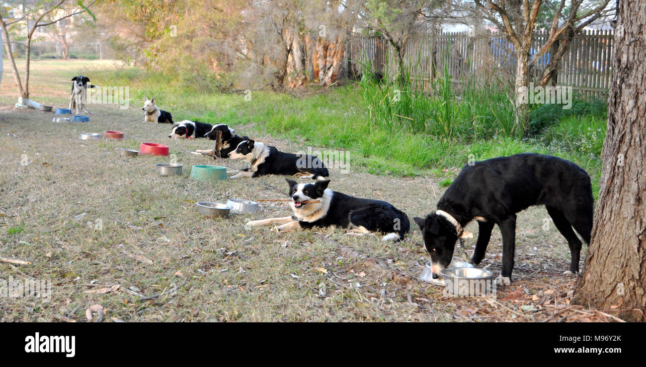 DOGS, WORKING DOGS Stock Photo - Alamy