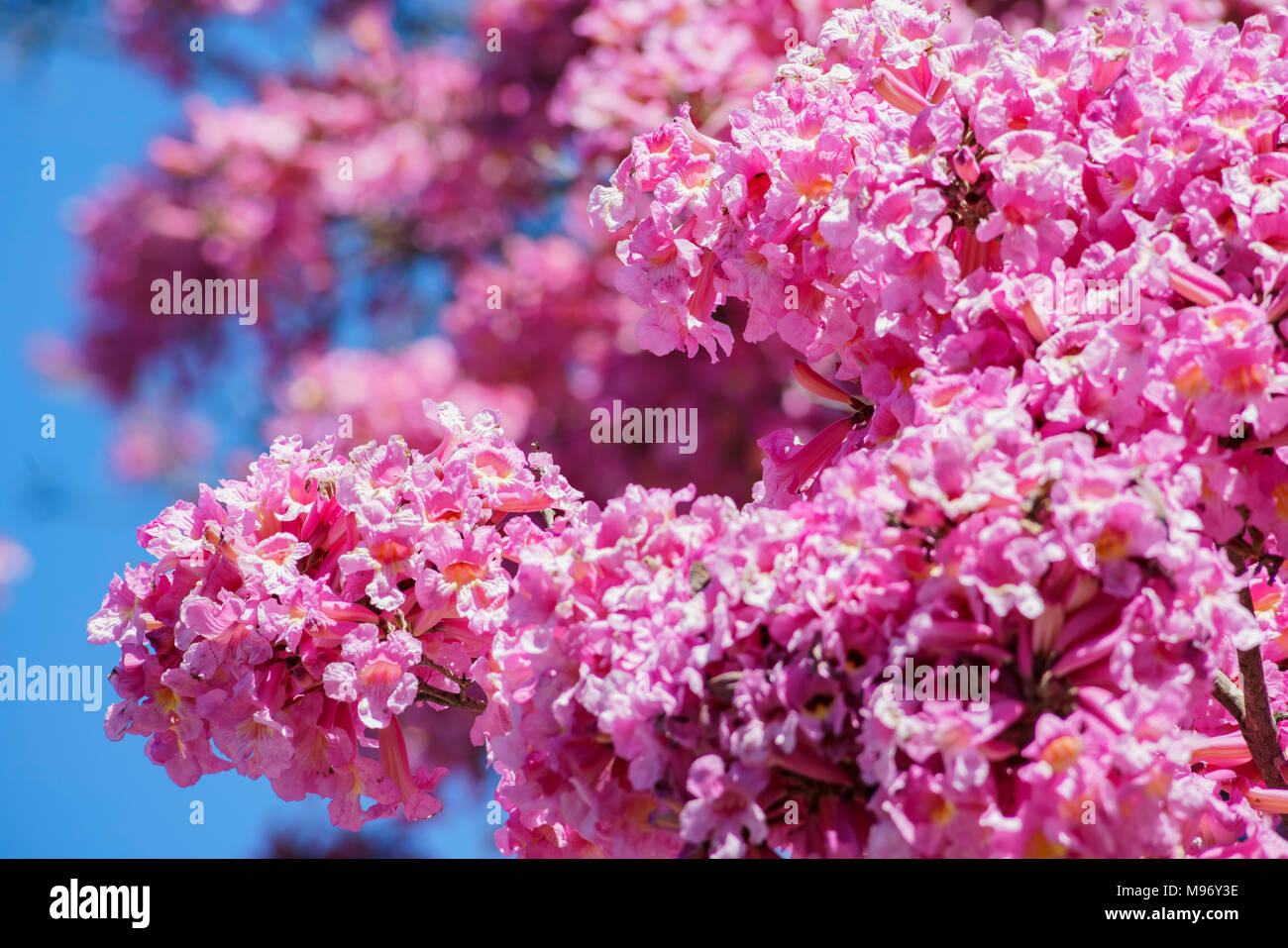 Super blossom of Handroanthus impetiginosus, photo took at Los Angeles ...