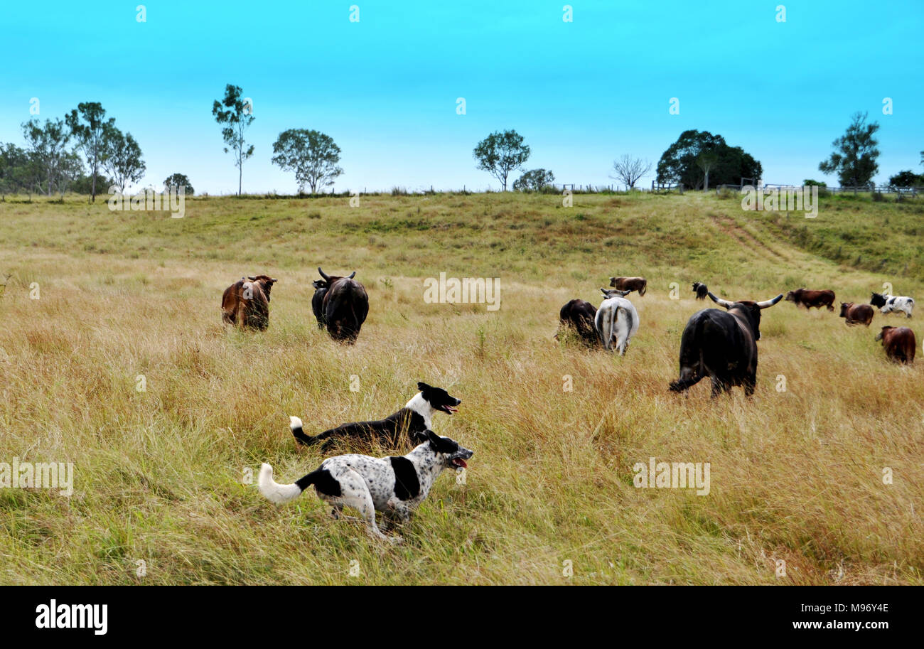 Australian cattle dogs mustering bulls hi-res stock photography and ...