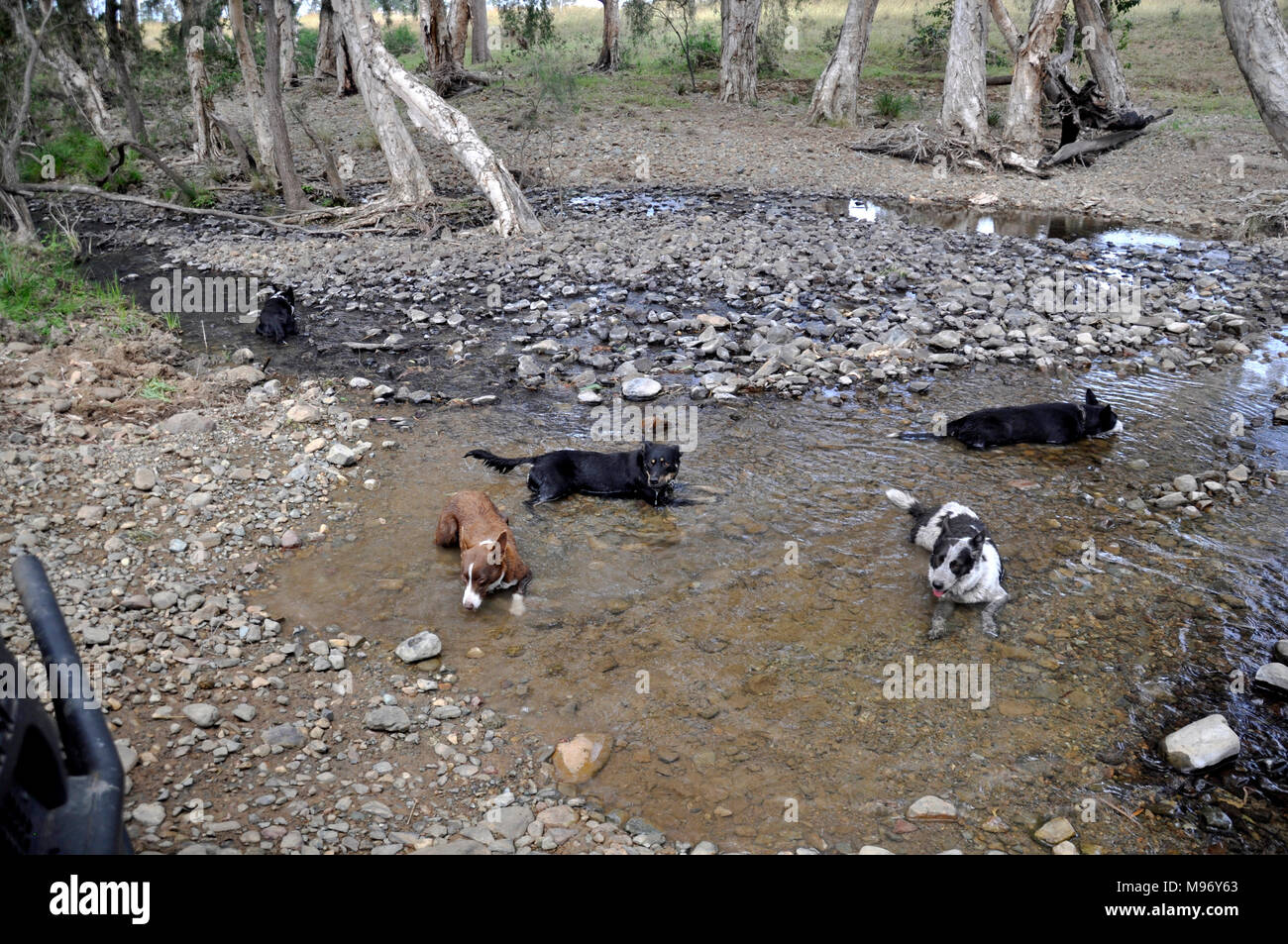 Working dogs hi-res stock photography and images - Alamy