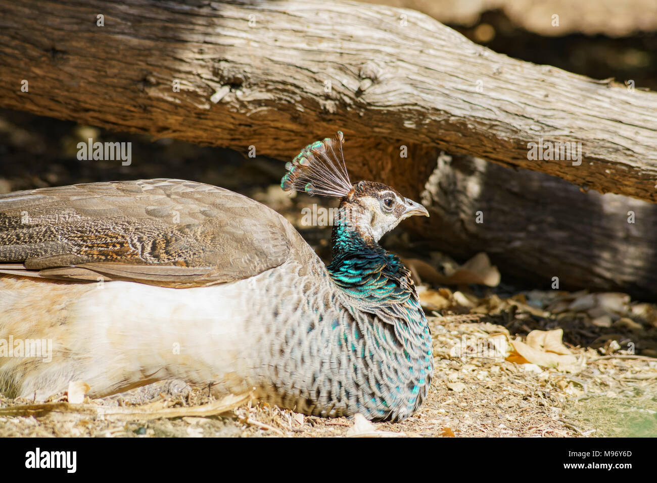 Peacock Lying Down High Resolution Stock Photography and Images - Alamy