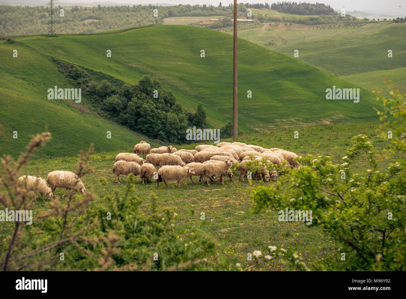 a field of sheep in italy Stock Photo - Alamy