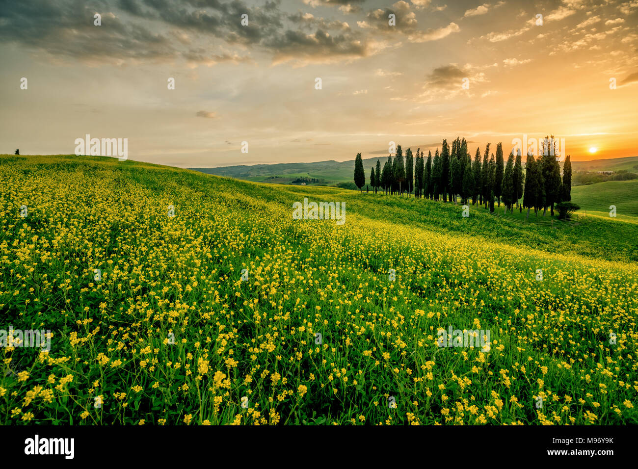 a field in italy Stock Photo - Alamy