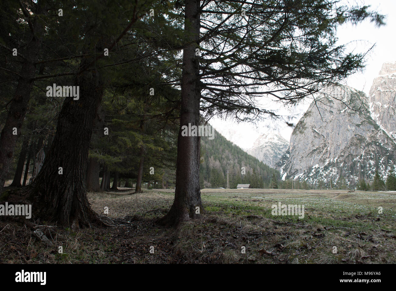 the alps from a forest in switzerland Stock Photo - Alamy