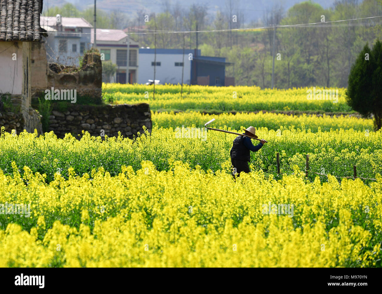 Rui flowers hi-res stock photography and images - Alamy