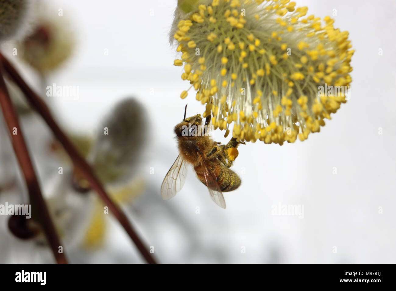 Epsom, Surrey, England, UK. 23rd March 2018. A honey bee feeding on the ...