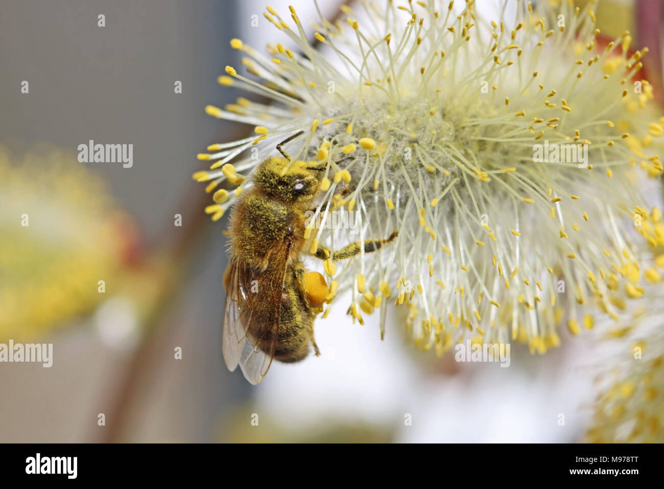 Epsom, Surrey, England, UK. 23rd March 2018. A honey bee feeding on the ...