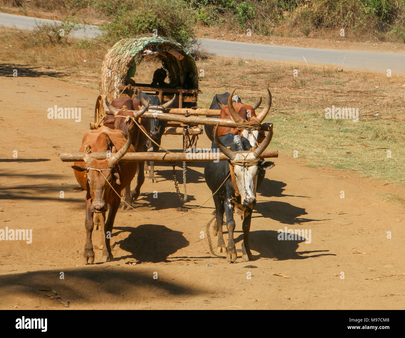 Madagascar, Anosy region, near Tolagnaro (Fort Dauphin) Oxen cart Stock ...