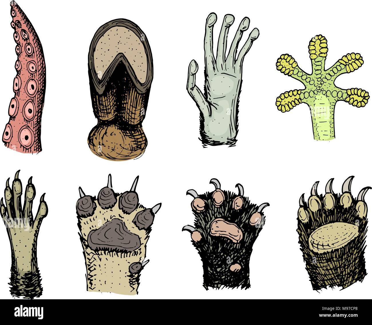 Paws of animals or footprints and wildlife. Bird and sea creatures ...