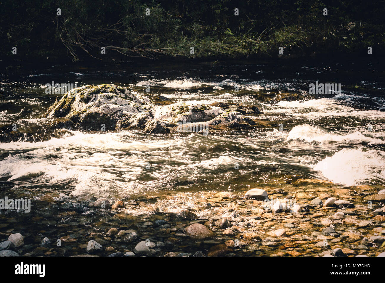 Fast mountain river in rapid flow in the green forest Stock Photo - Alamy