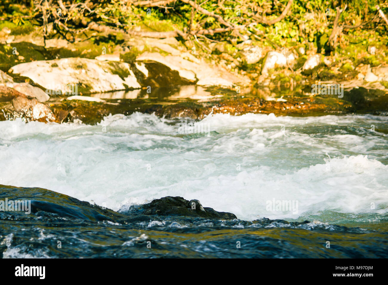 Fast mountain river in rapid flow in the green forest Stock Photo - Alamy