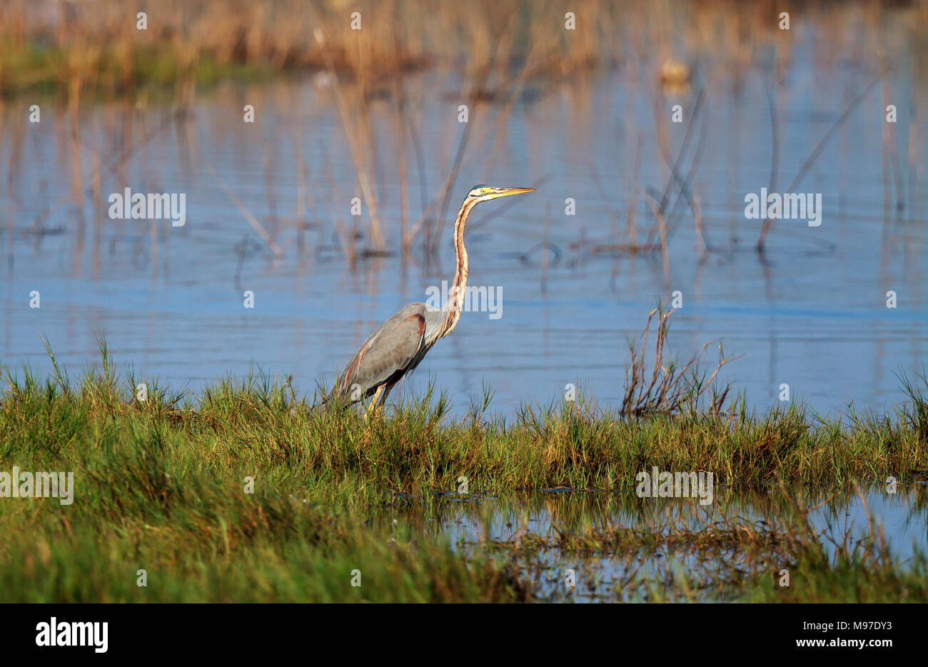 The purple heron is a wide-ranging species of wading bird in the heron ...
