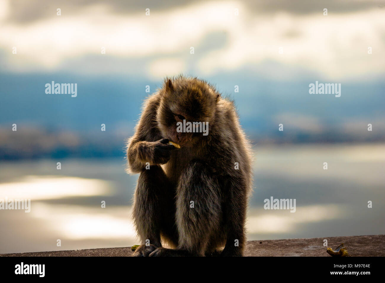 Macauque hi-res stock photography and images - Alamy