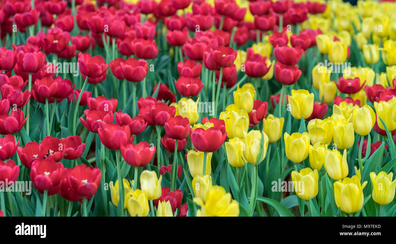 Tulips bloom in the spring sunshine with brilliant colors rising up ...