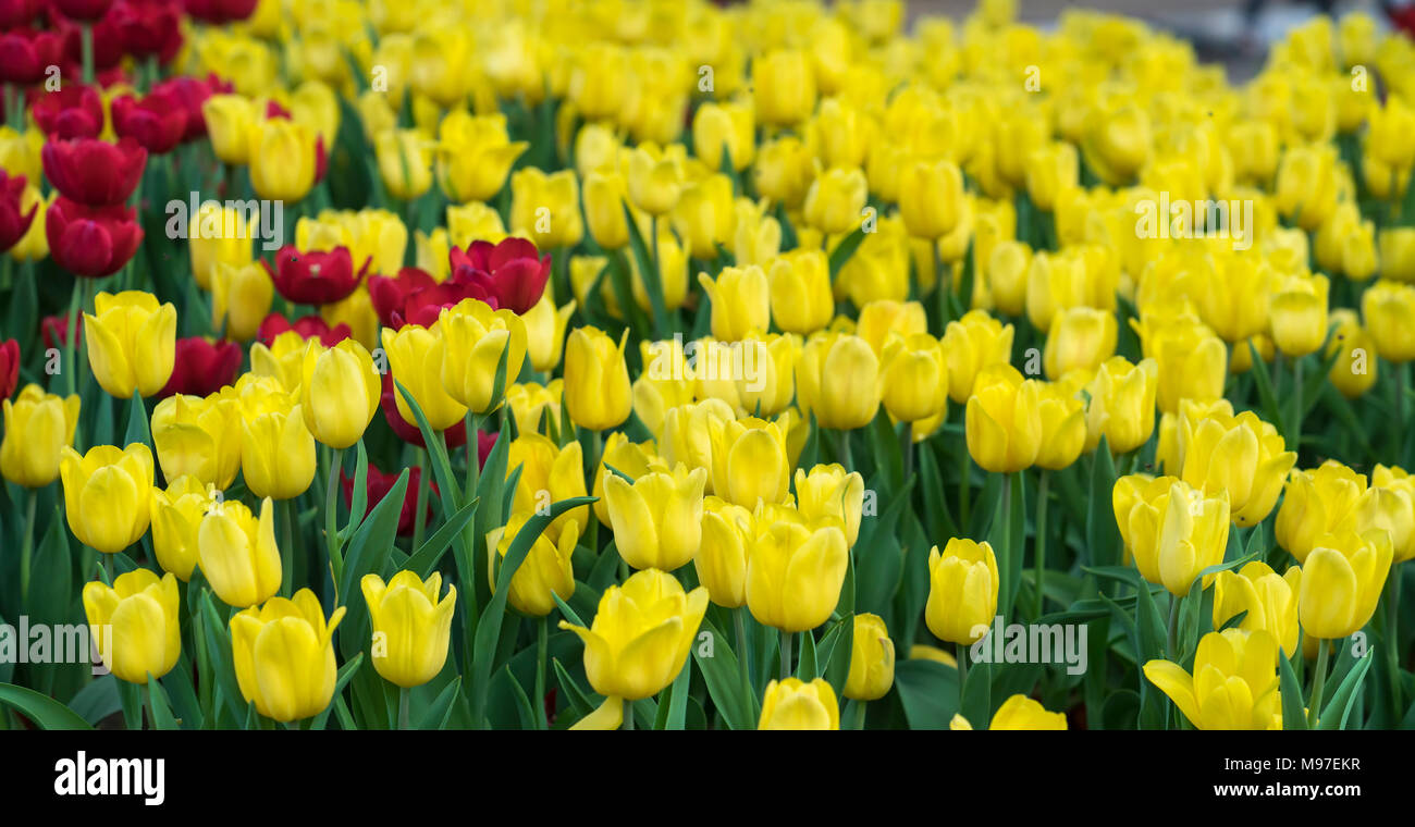 Tulips bloom in the spring sunshine with brilliant colors rising up ...