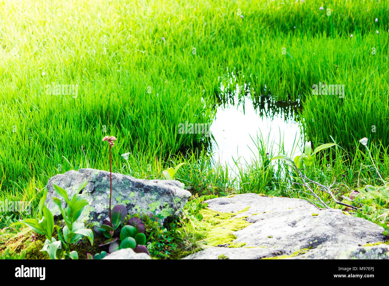 Green grass sedge grows hi-res stock photography and images - Alamy