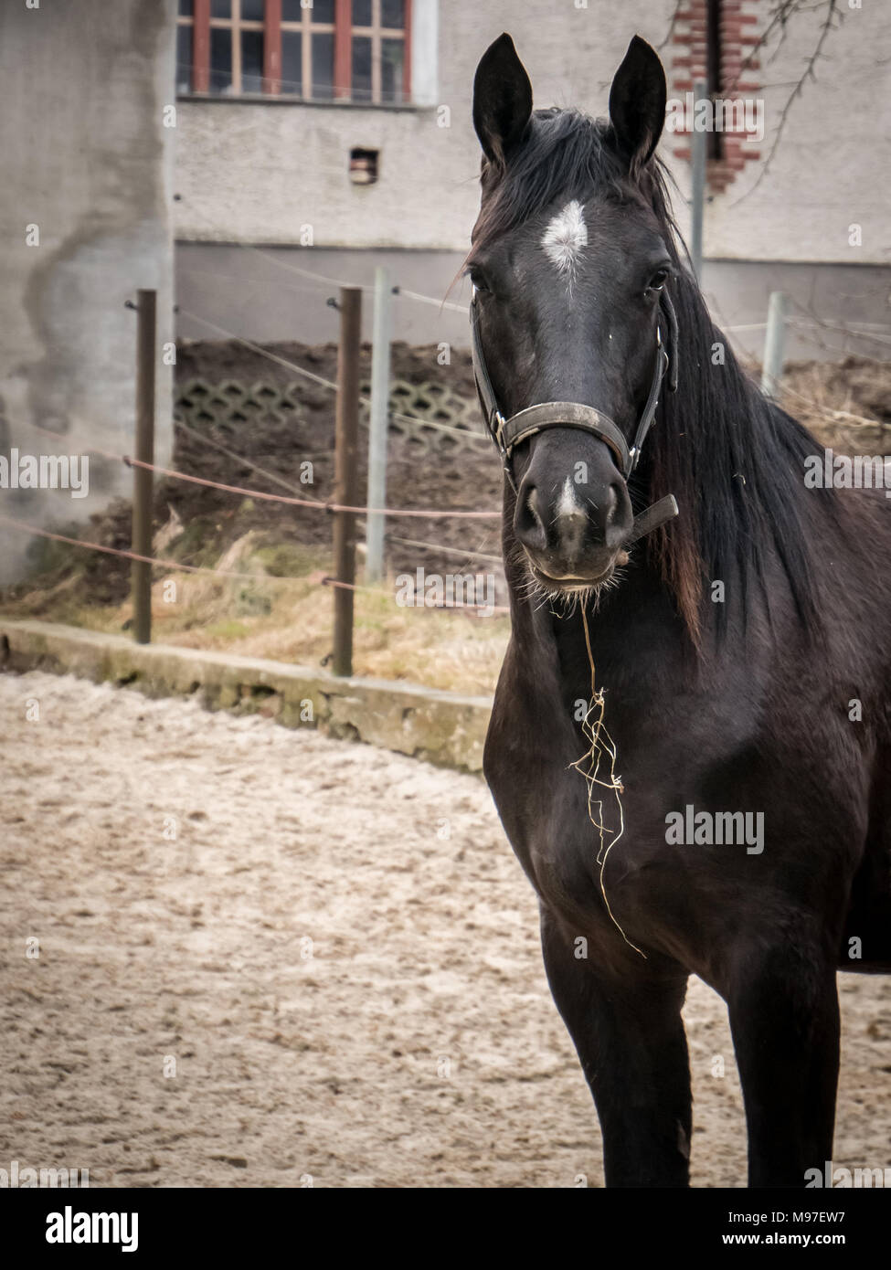 Beautiful black mare looking attentively into the camera, open stable ...