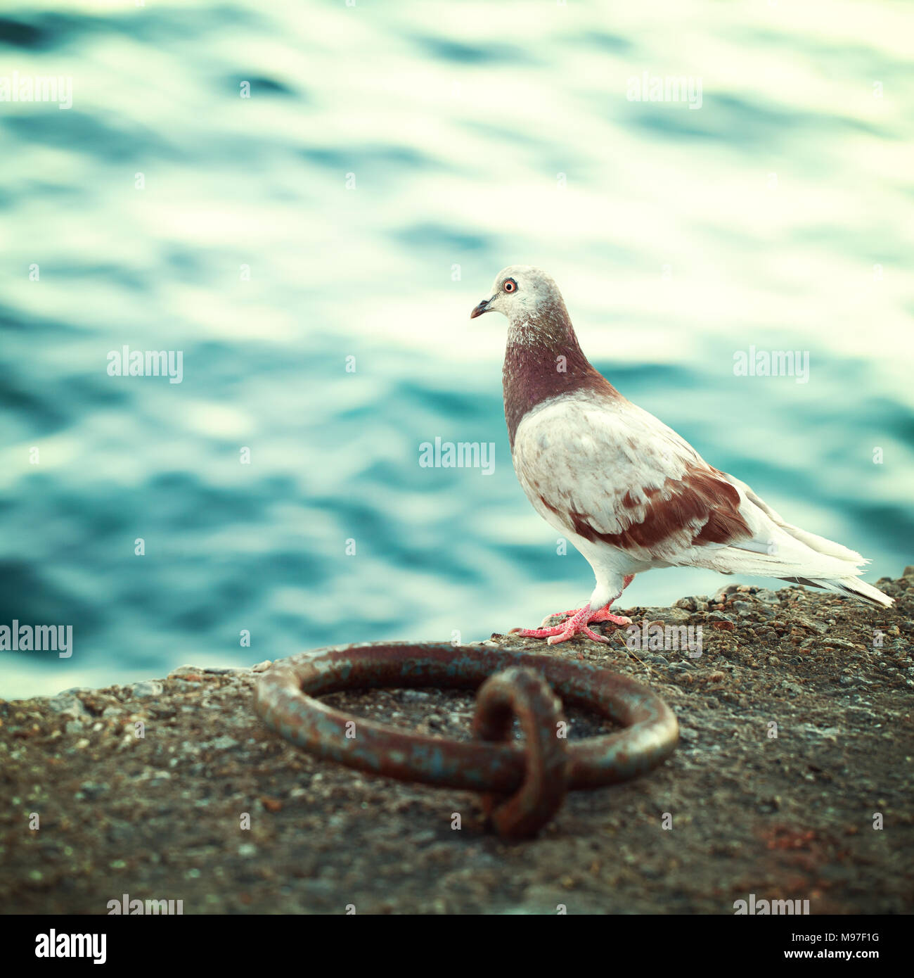 Greek dove on the promenade in Crete, impressions of Greece Stock Photo ...