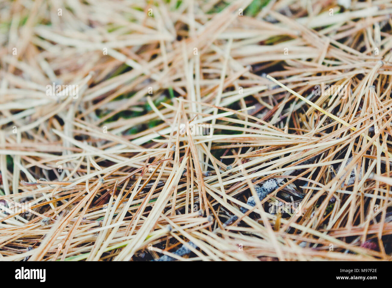 Coniferous needles on a green moss in a cedar grove.Forest life ...