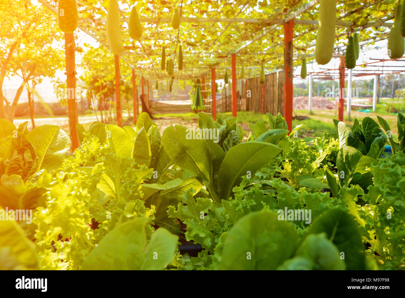 Lettuce green in field, vegetable fresh in farm Stock Photo - Alamy