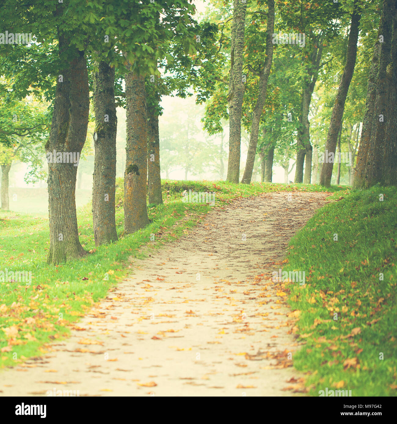 green path in the autumn park Stock Photo - Alamy