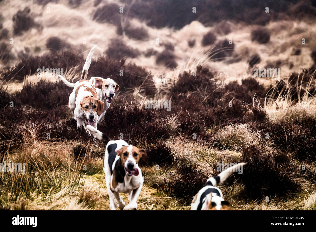 Hound Trails High Resolution Stock Photography and Images - Alamy