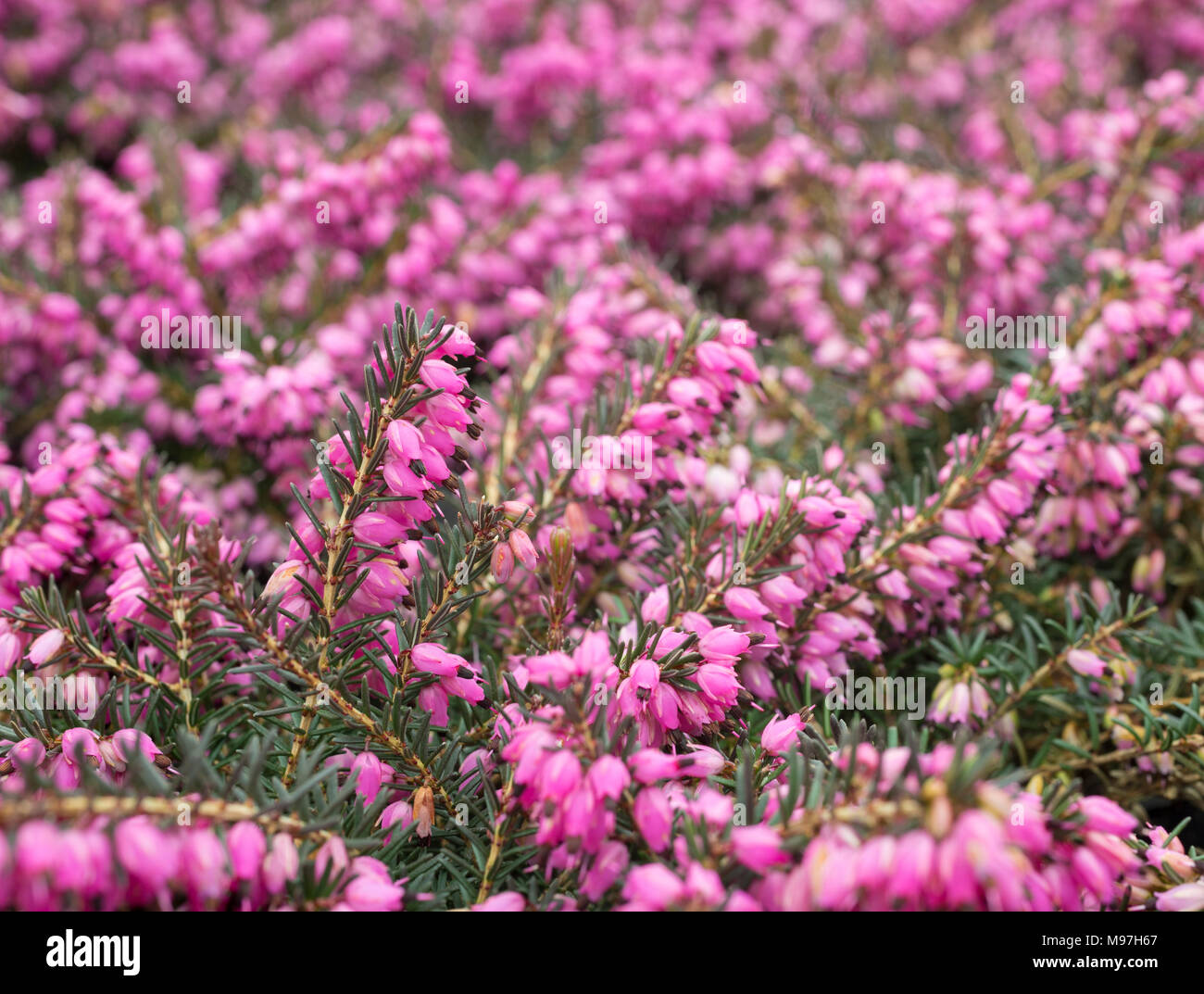 Erica x darleyensis 'Kramer's Rote' Stock Photo - Alamy
